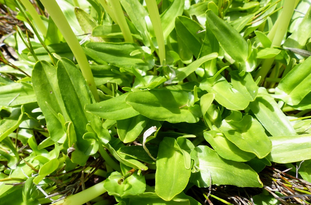 VicFlora: Psychrophila introloba