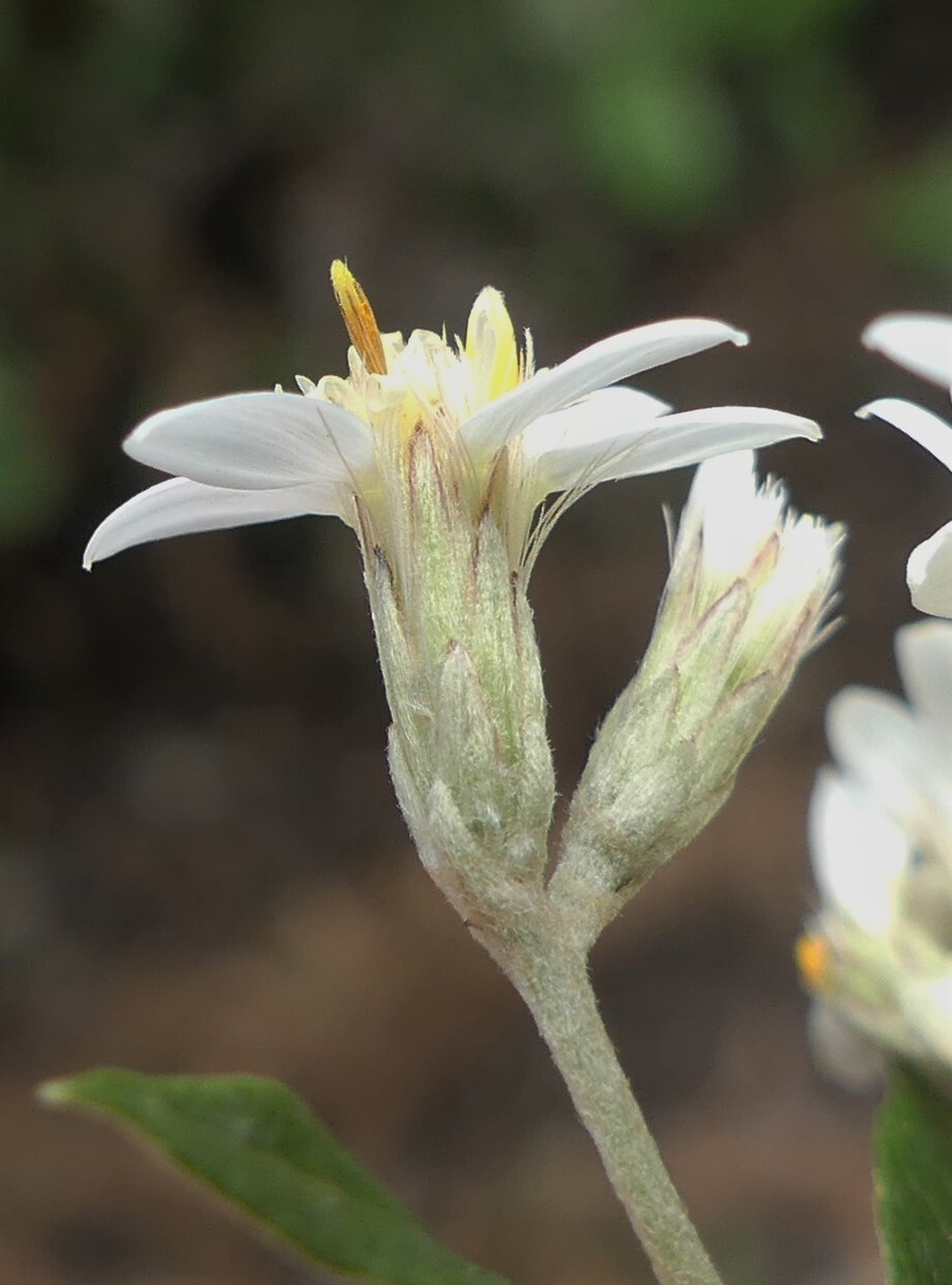 VicFlora: Olearia argophylla