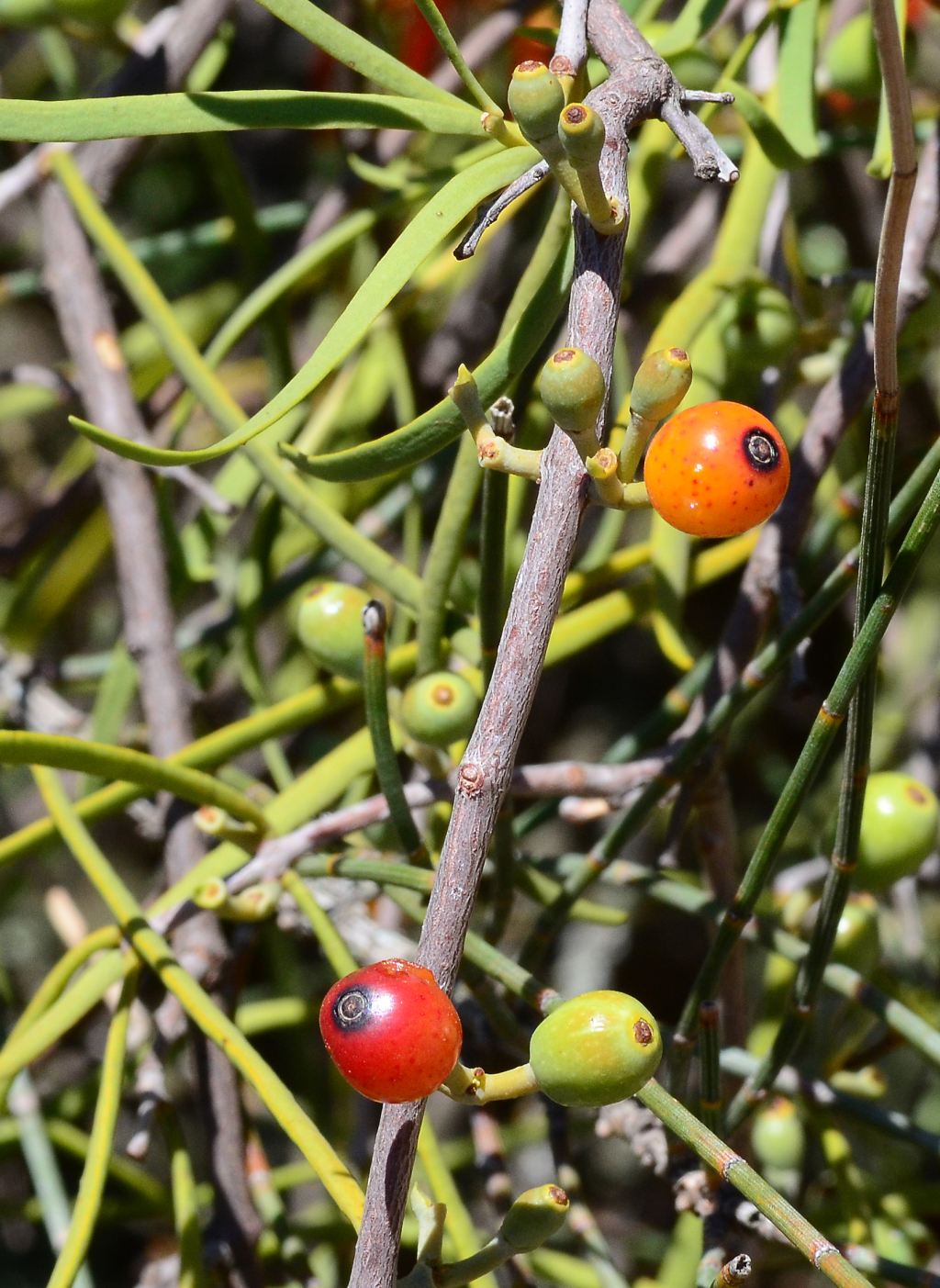 VicFlora: Lysiana exocarpi