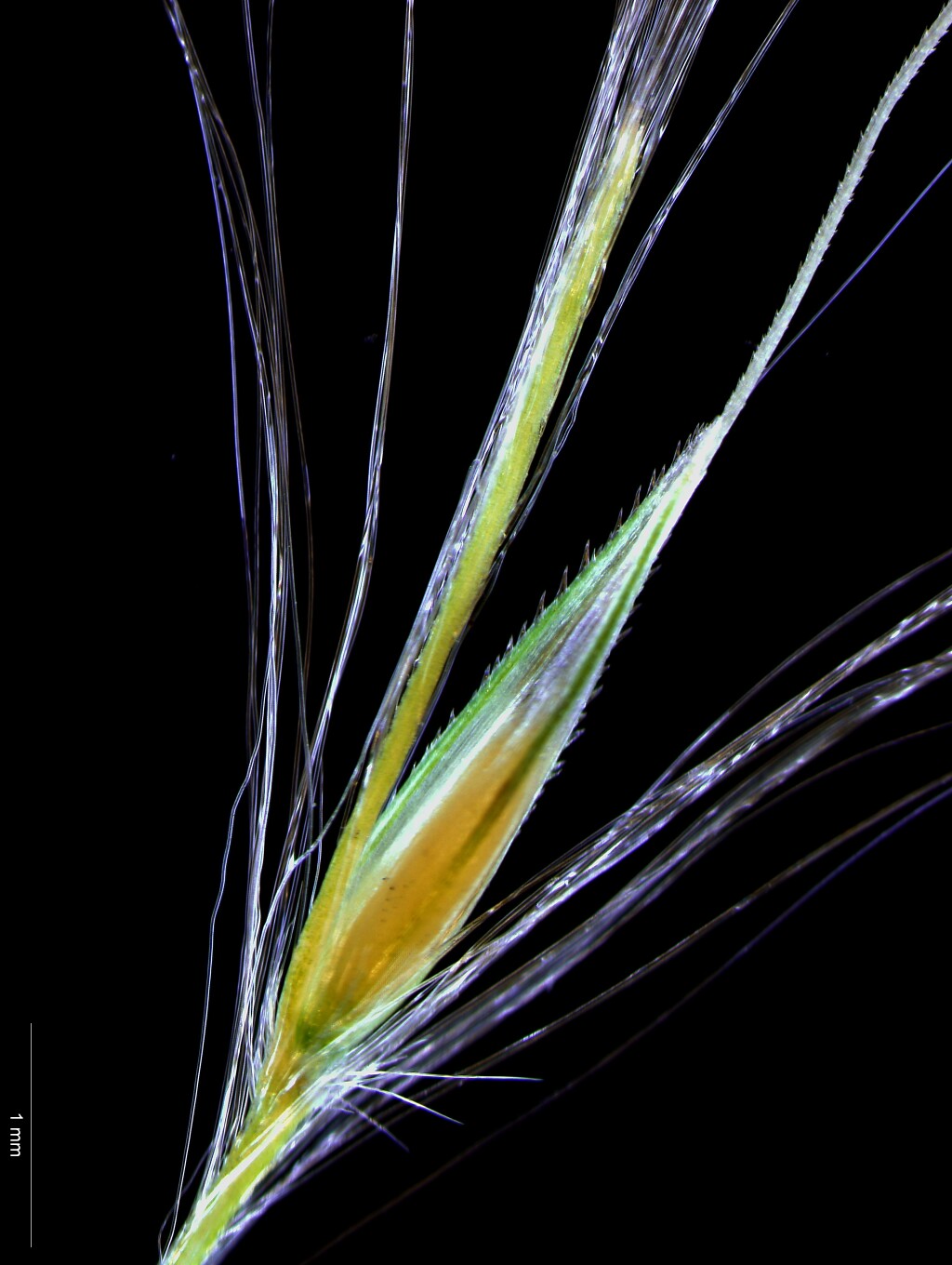 VicFlora: Andropogon virginicus