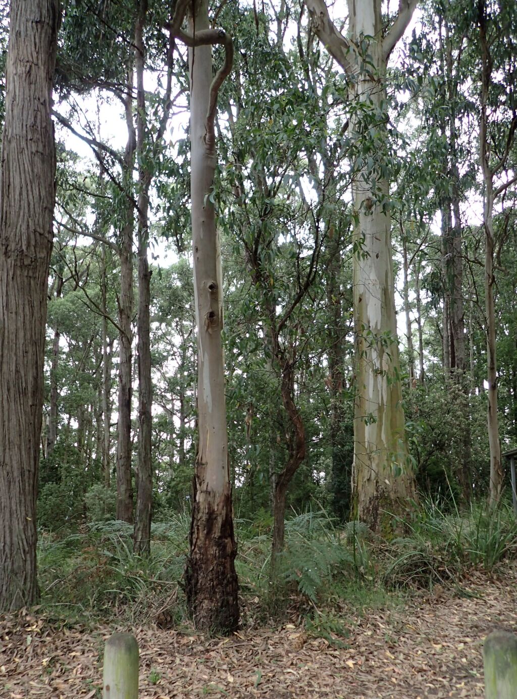 VicFlora: Eucalyptus brookeriana