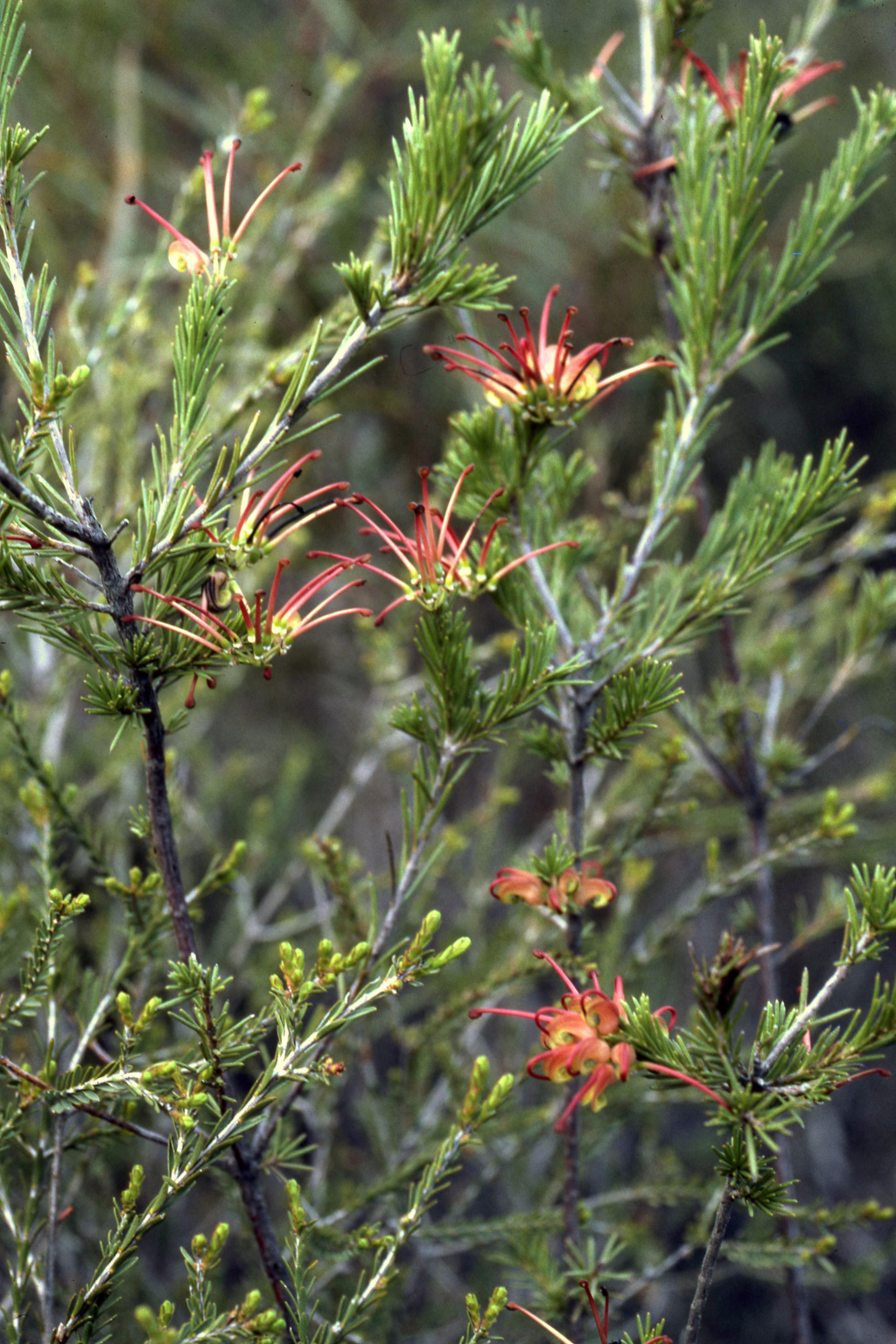 VicFlora: Grevillea rosmarinifolia subsp. glabella