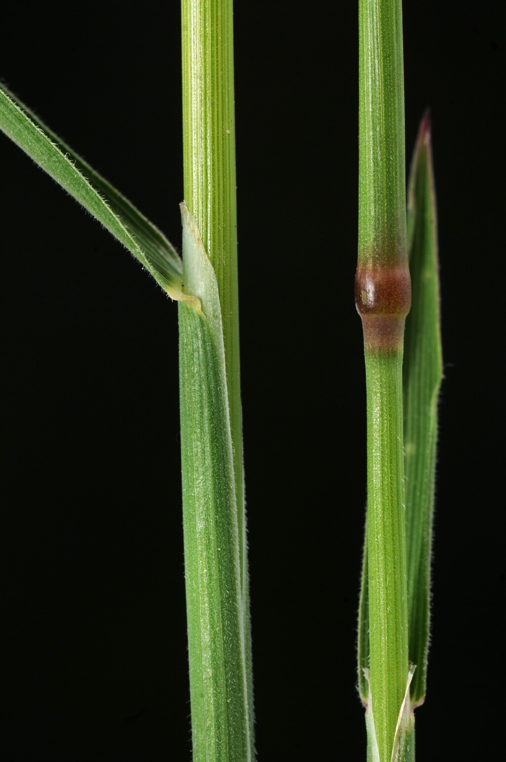 VicFlora: Deyeuxia quadriseta