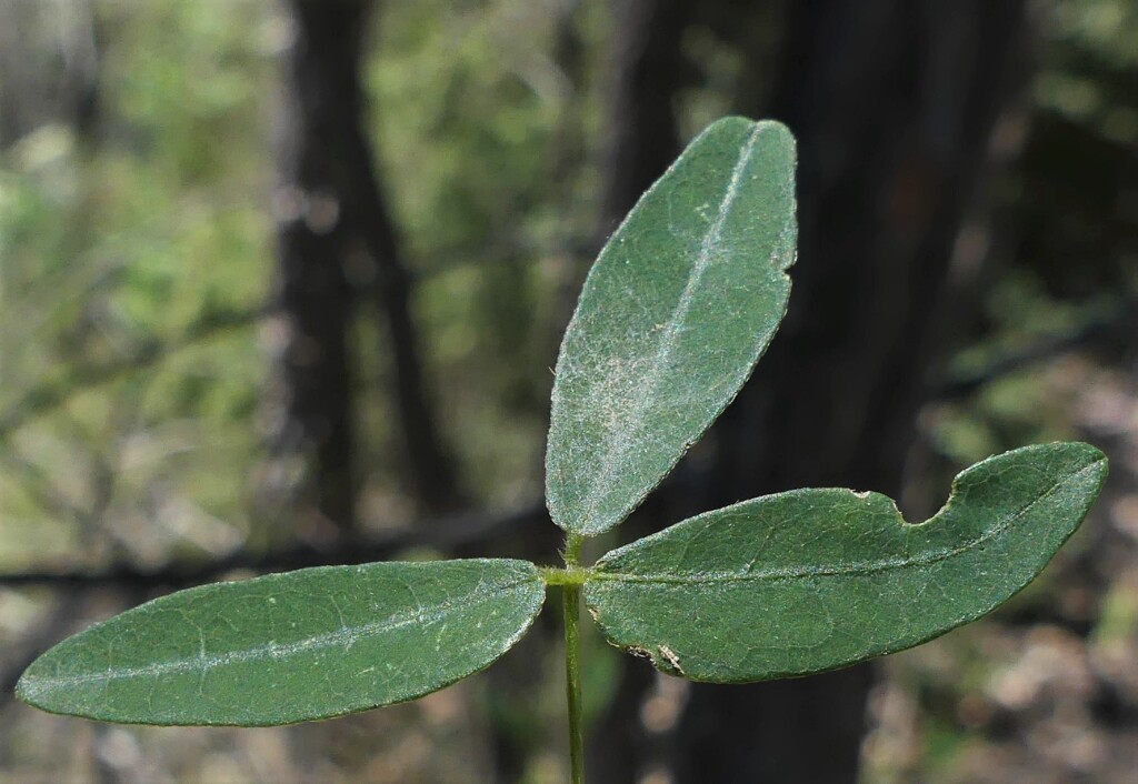 VicFlora: Glycine microphylla