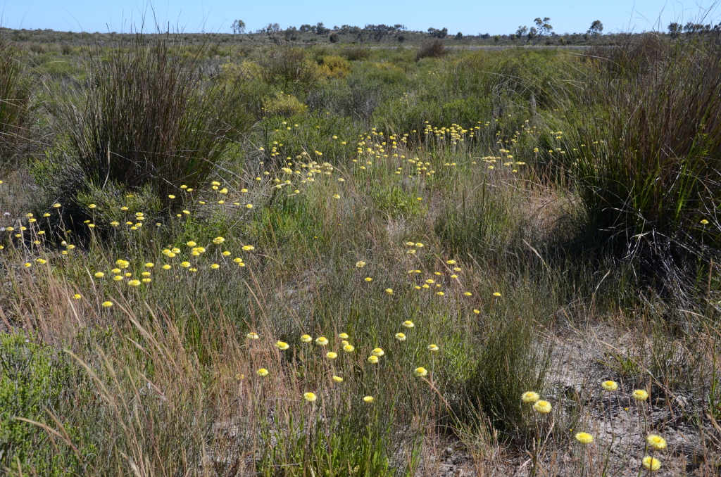 VicFlora: Coronidium scorpioides