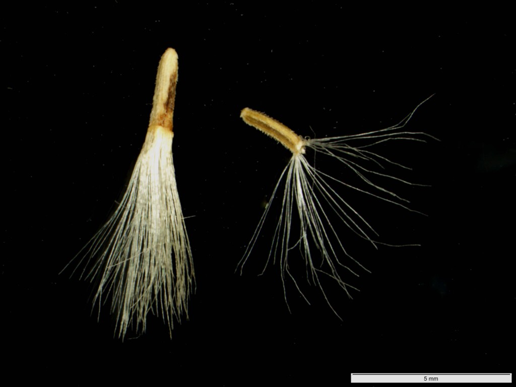 VicFlora: Senecio cunninghamii