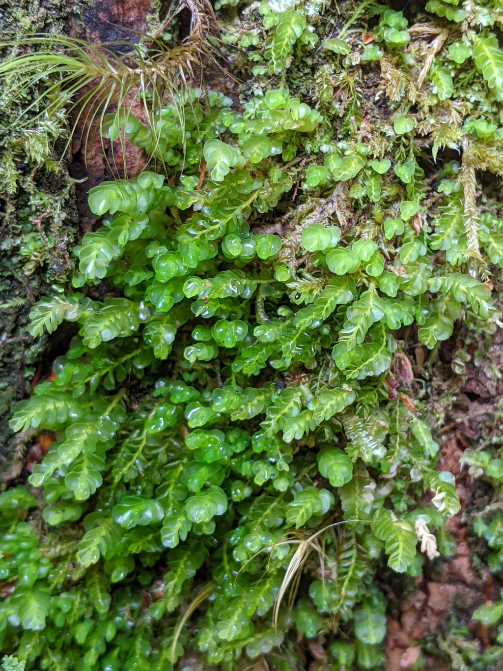 VicFlora: Acrobolbus