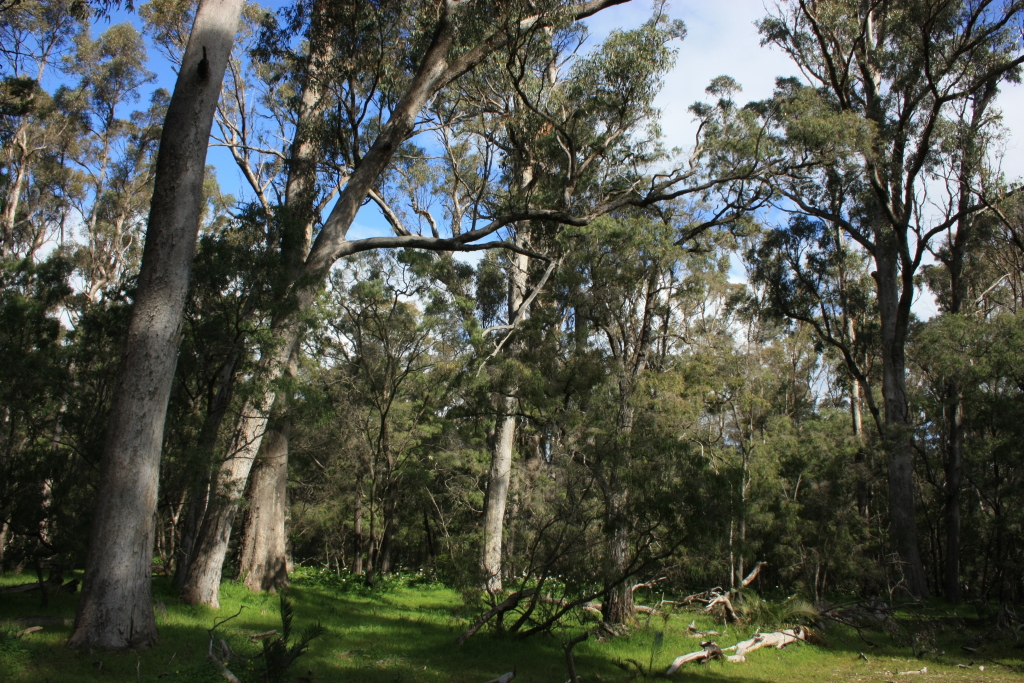 VicFlora: Eucalyptus gomphocephala