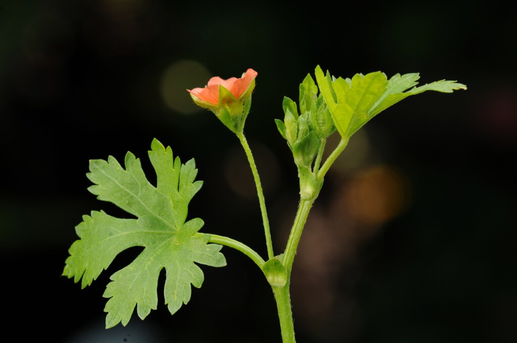 VicFlora: Modiola caroliniana