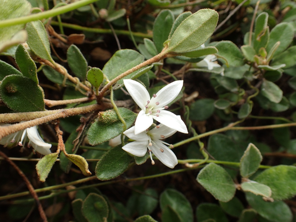VicFlora: Correa alba var. pannosa