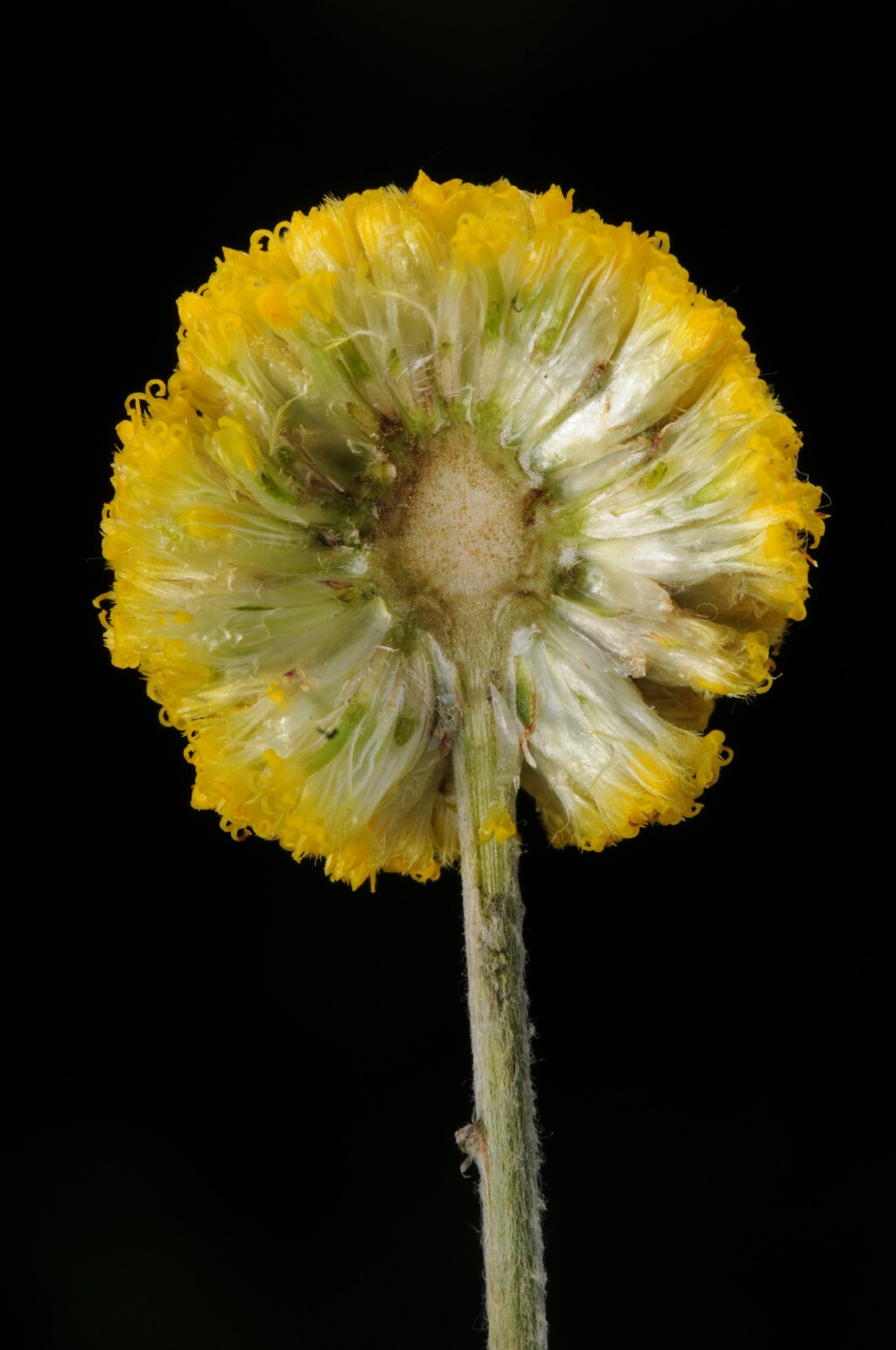 VicFlora: Pycnosorus globosus