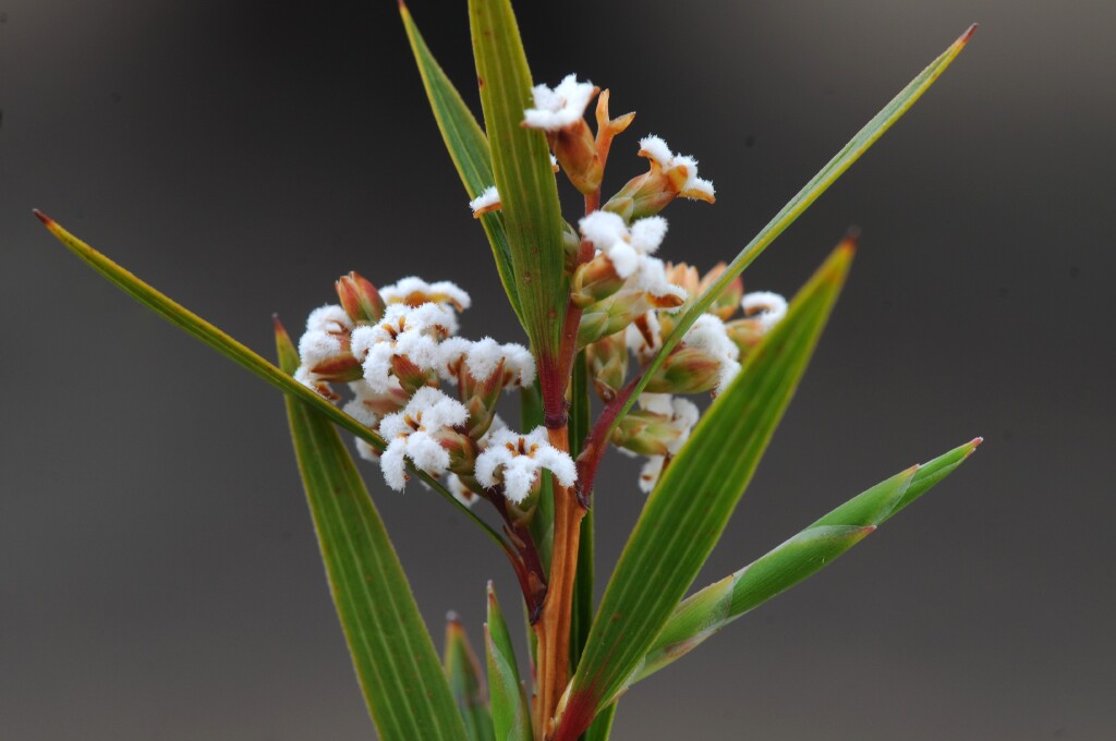 VicFlora: Leucopogon