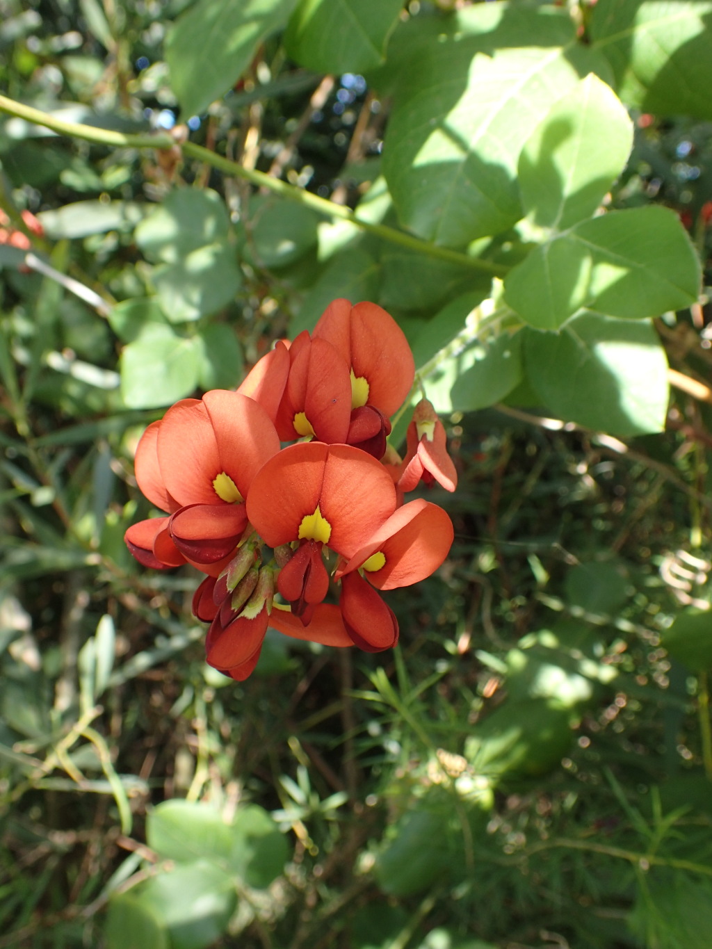 VicFlora: Kennedia lateritia