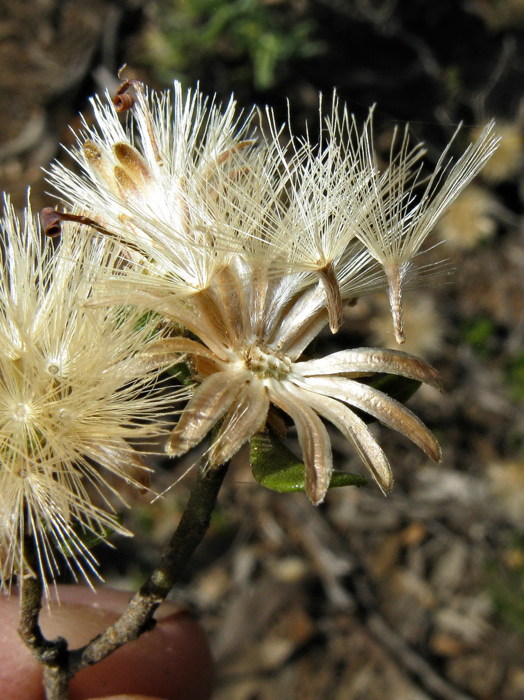 VicFlora: Olearia muelleri