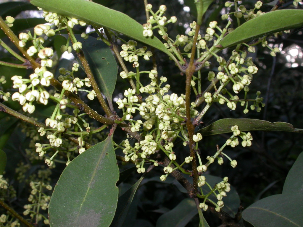 VicFlora: Notelaea ligustrina