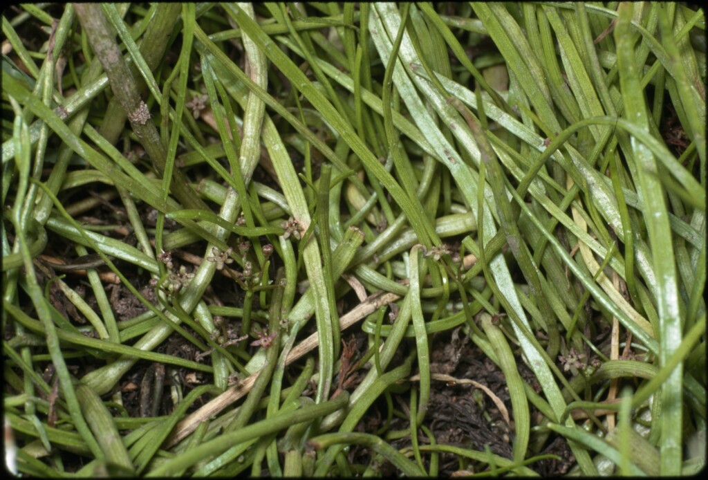 VicFlora: Lilaeopsis polyantha