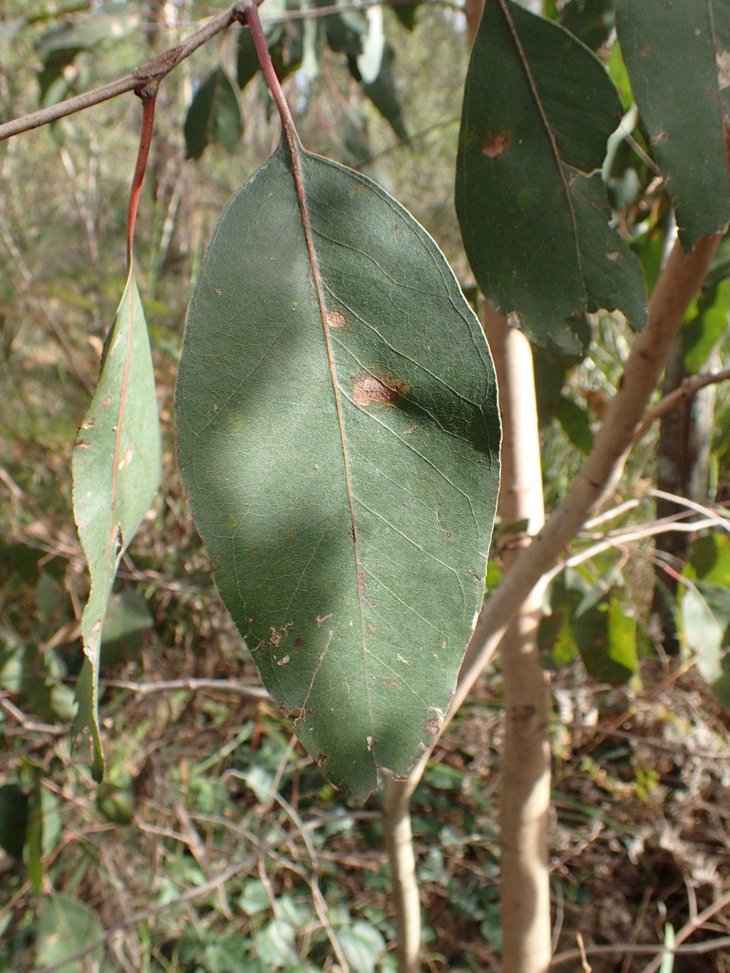 VicFlora: Eucalyptus ovata