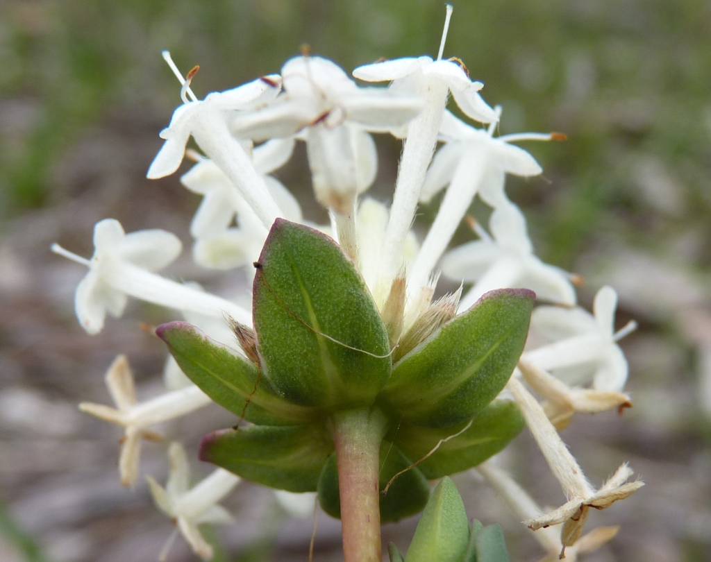 VicFlora: Pimelea humilis