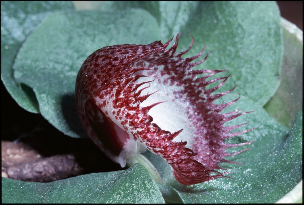 VicFlora: Corybas hispidus