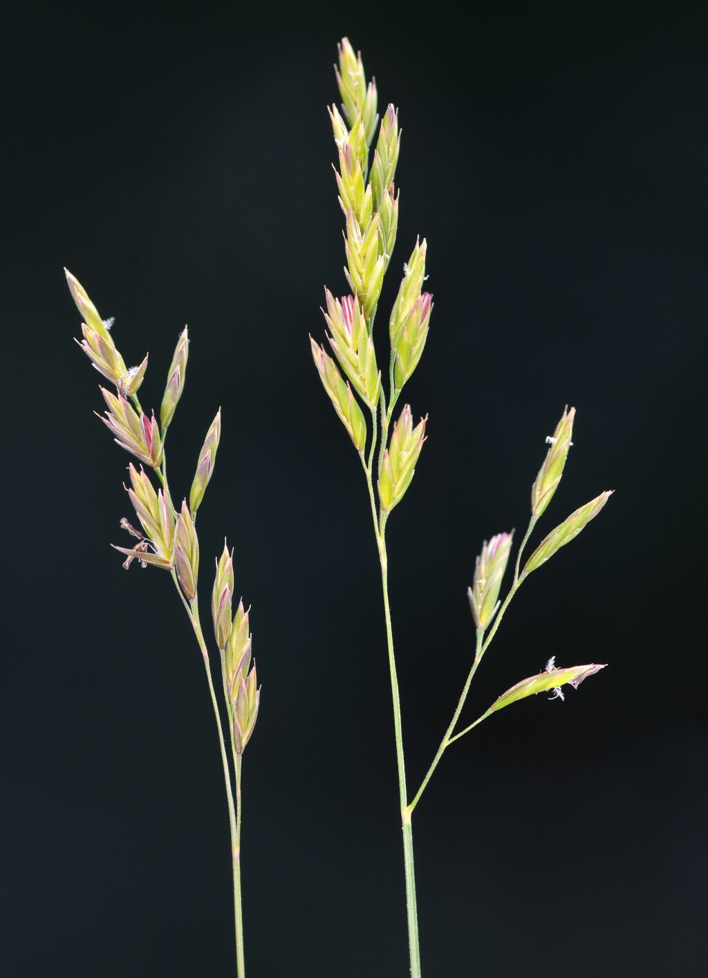VicFlora: Festuca