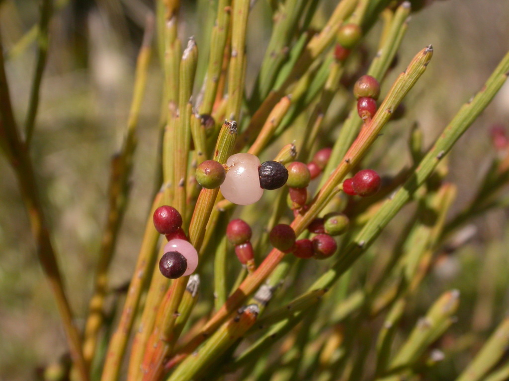 VicFlora: Exocarpos syrticola