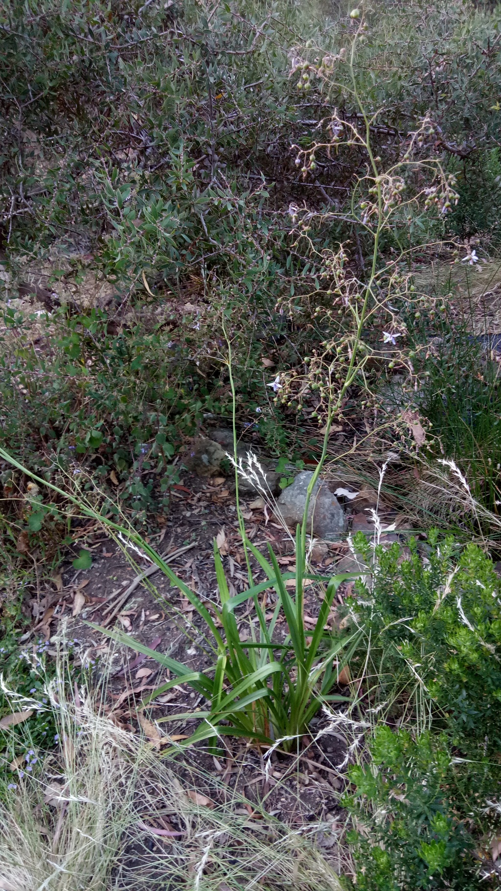 VicFlora: Dianella longifolia var. longifolia