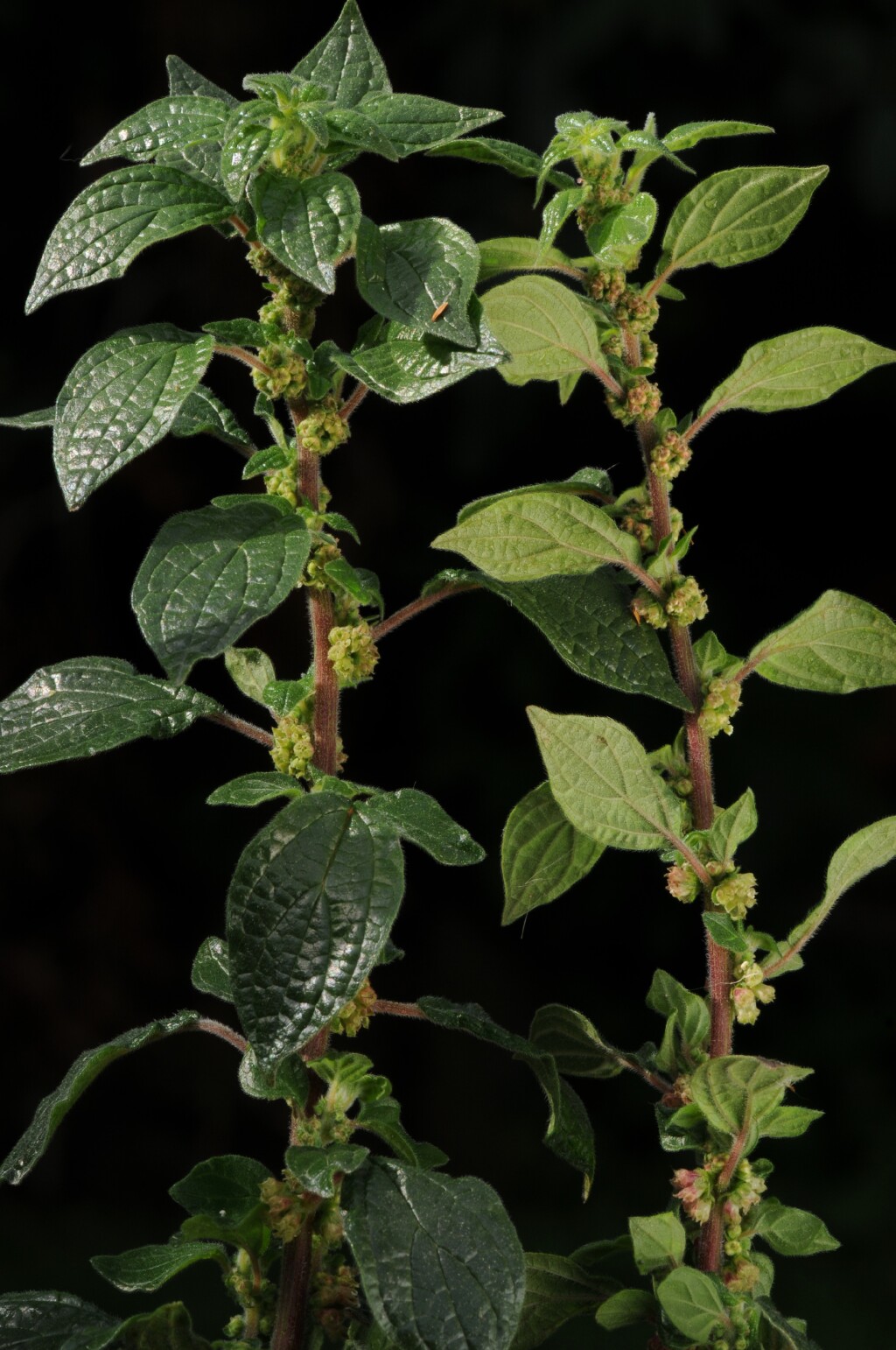 VicFlora: Parietaria