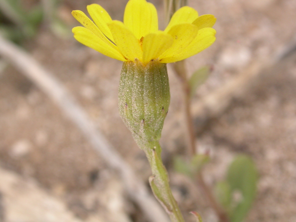 VicFlora: Senecio pinnatifolius