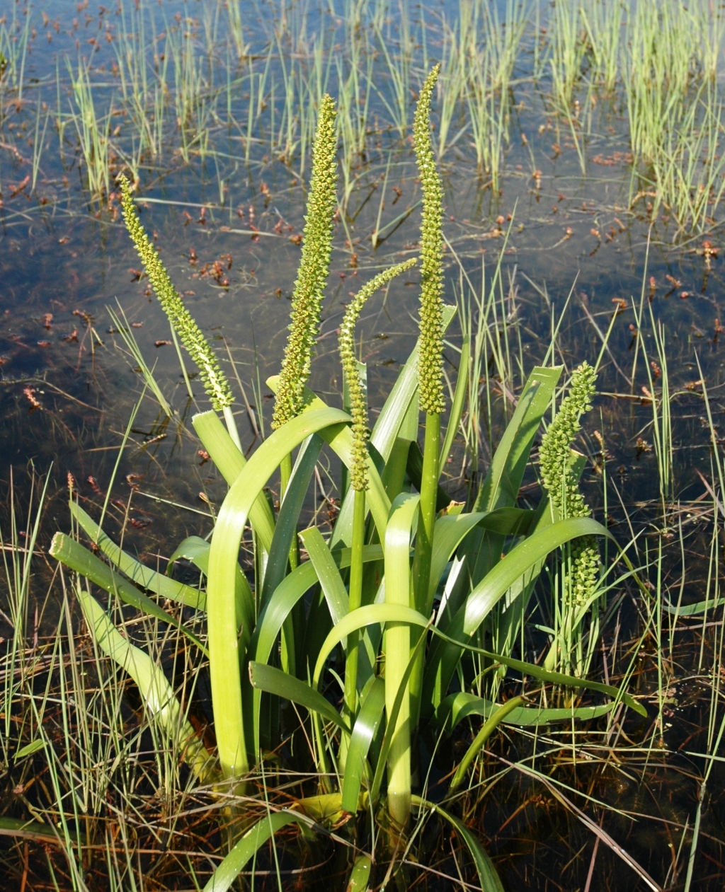 VicFlora: Cycnogeton procerum