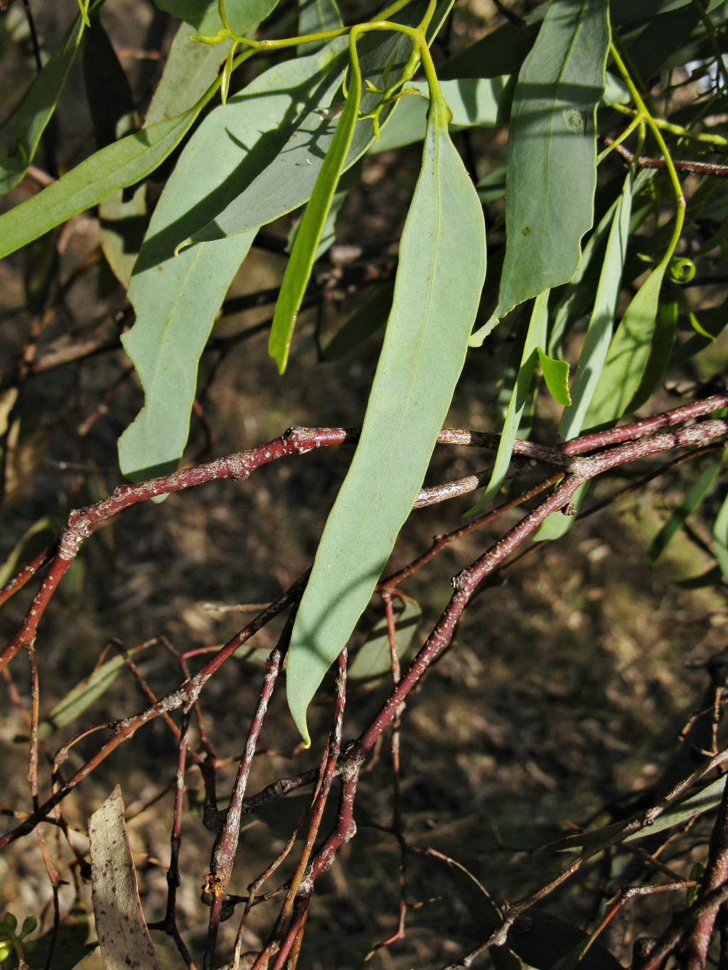 VicFlora: Eucalyptus