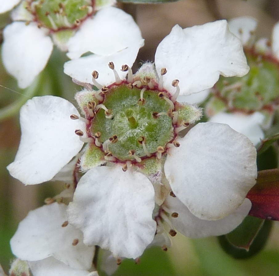 VicFlora: Gaudium brevipes