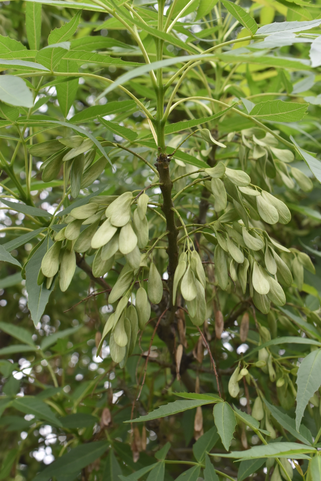 VicFlora: Fraxinus angustifolia subsp. angustifolia
