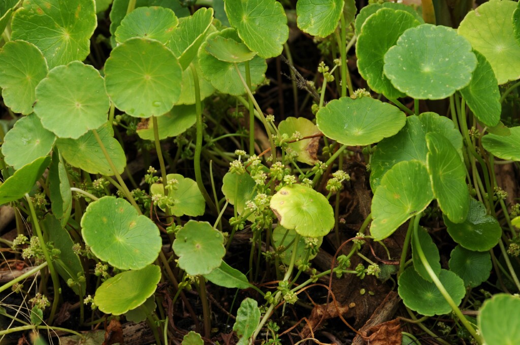 VicFlora: Hydrocotyle