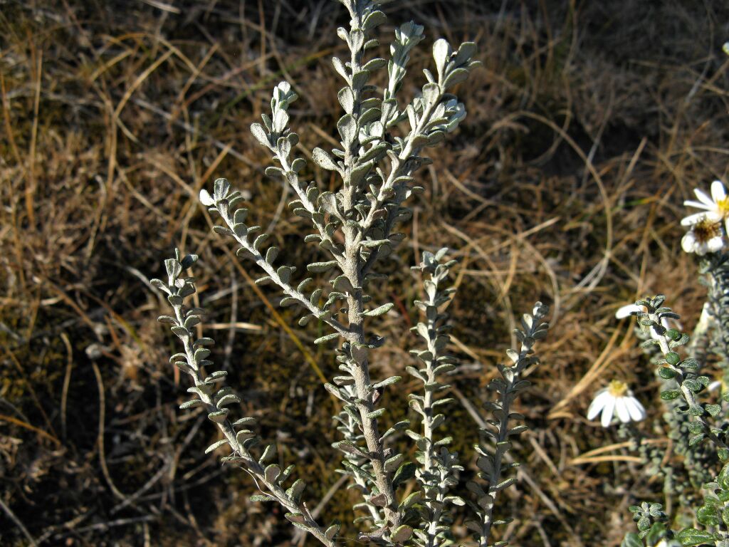VicFlora: Olearia pimeleoides