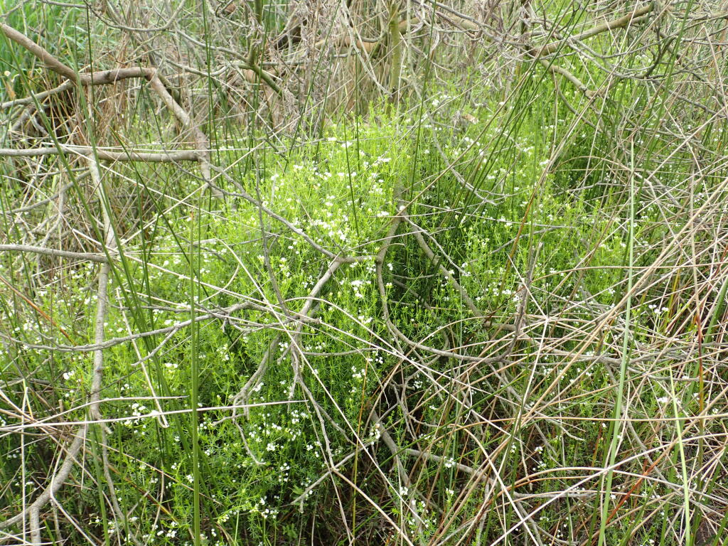 VicFlora: Asperula conferta