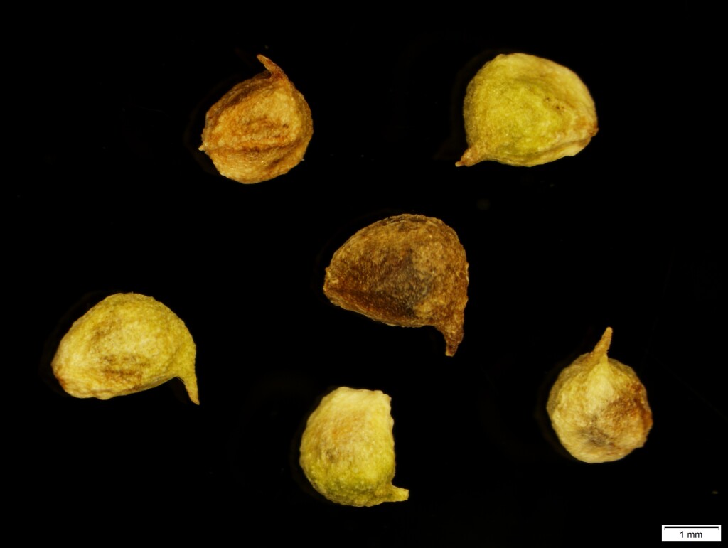 VicFlora: Ranunculus papulentus