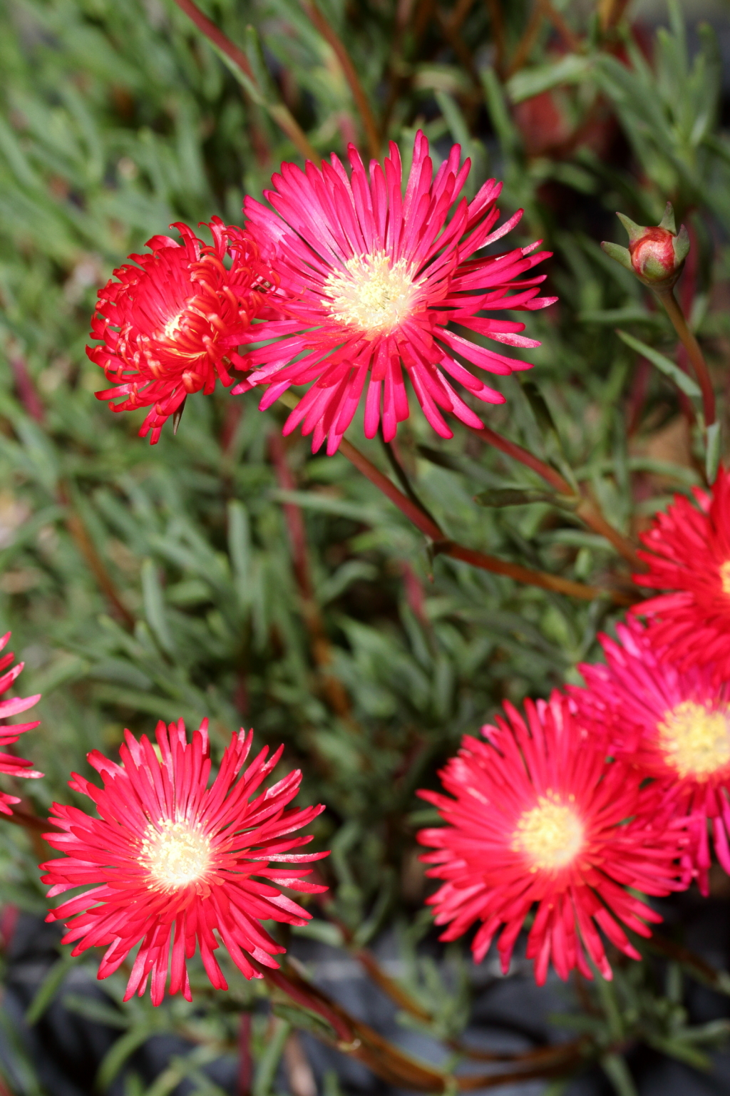 VicFlora: Lampranthus multiradiatus