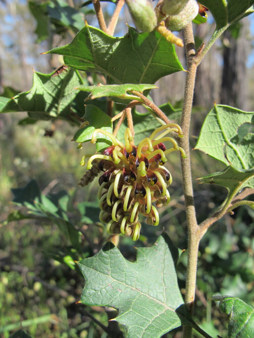 VicFlora: Grevillea dryophylla