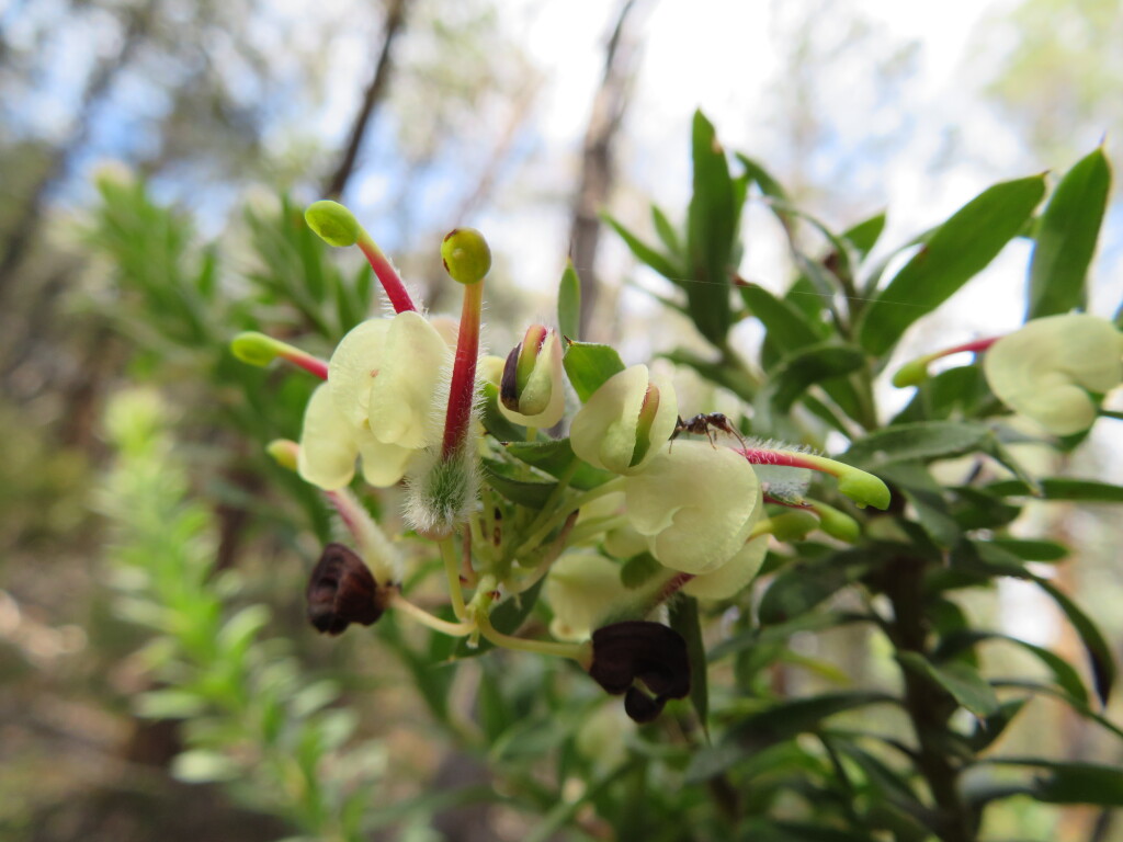 VicFlora: Grevillea jephcottii