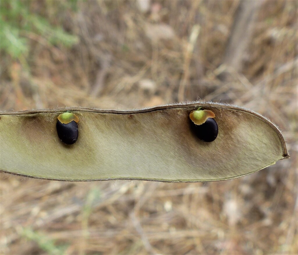 VicFlora: Genista monspessulana