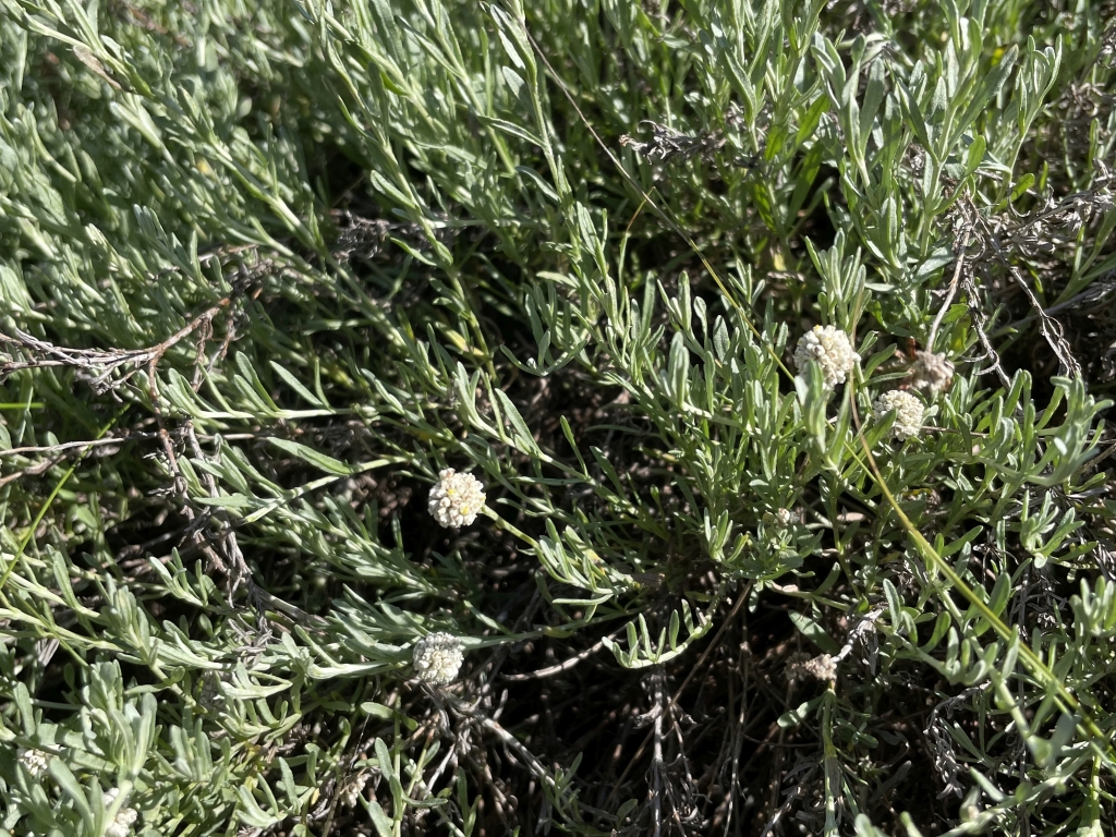 VicFlora: Calocephalus lacteus
