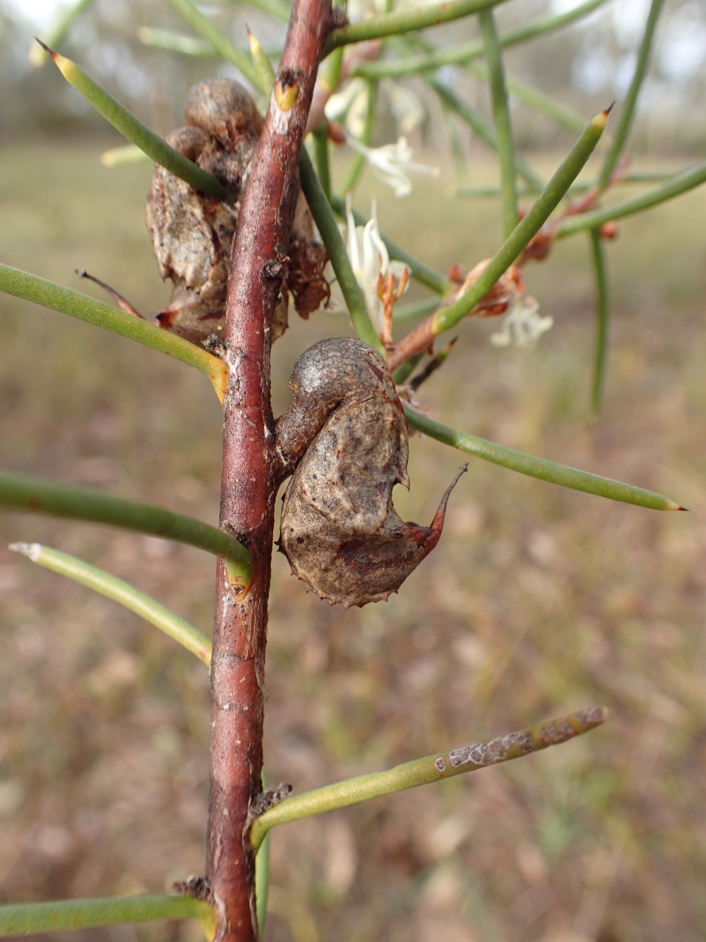 VicFlora: Hakea rugosa