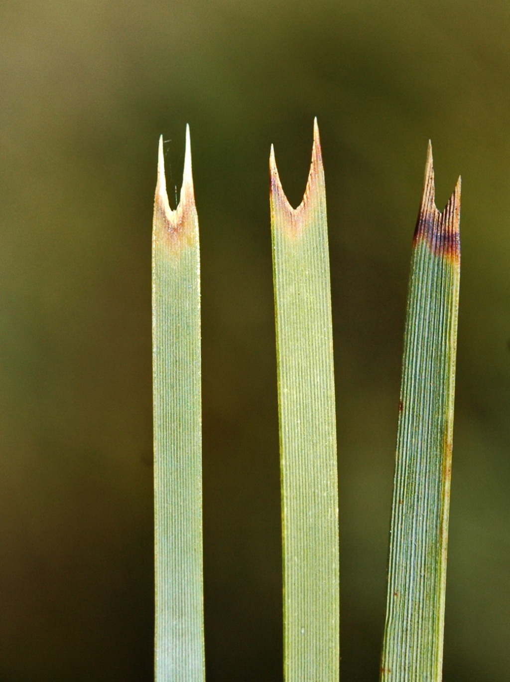 VicFlora: Lomandra effusa