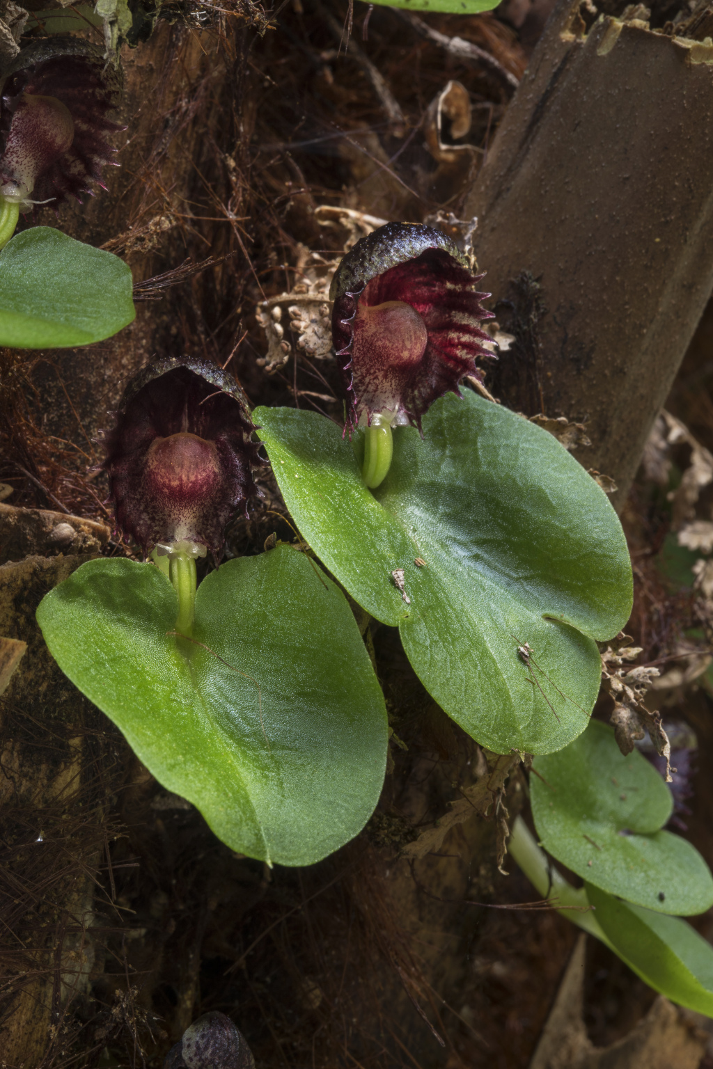 VicFlora: Corybas grumulus