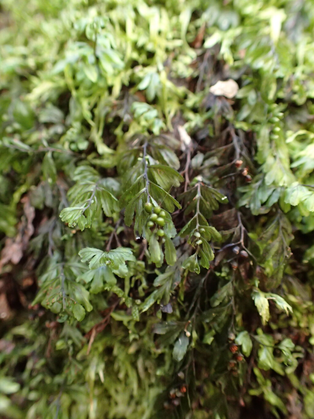 VicFlora: Hymenophyllum peltatum