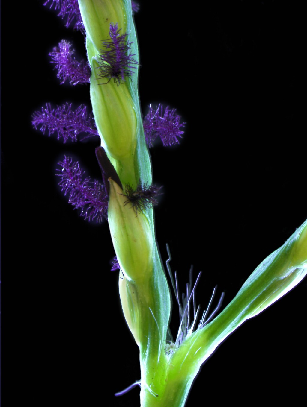 VicFlora: Paspalum distichum