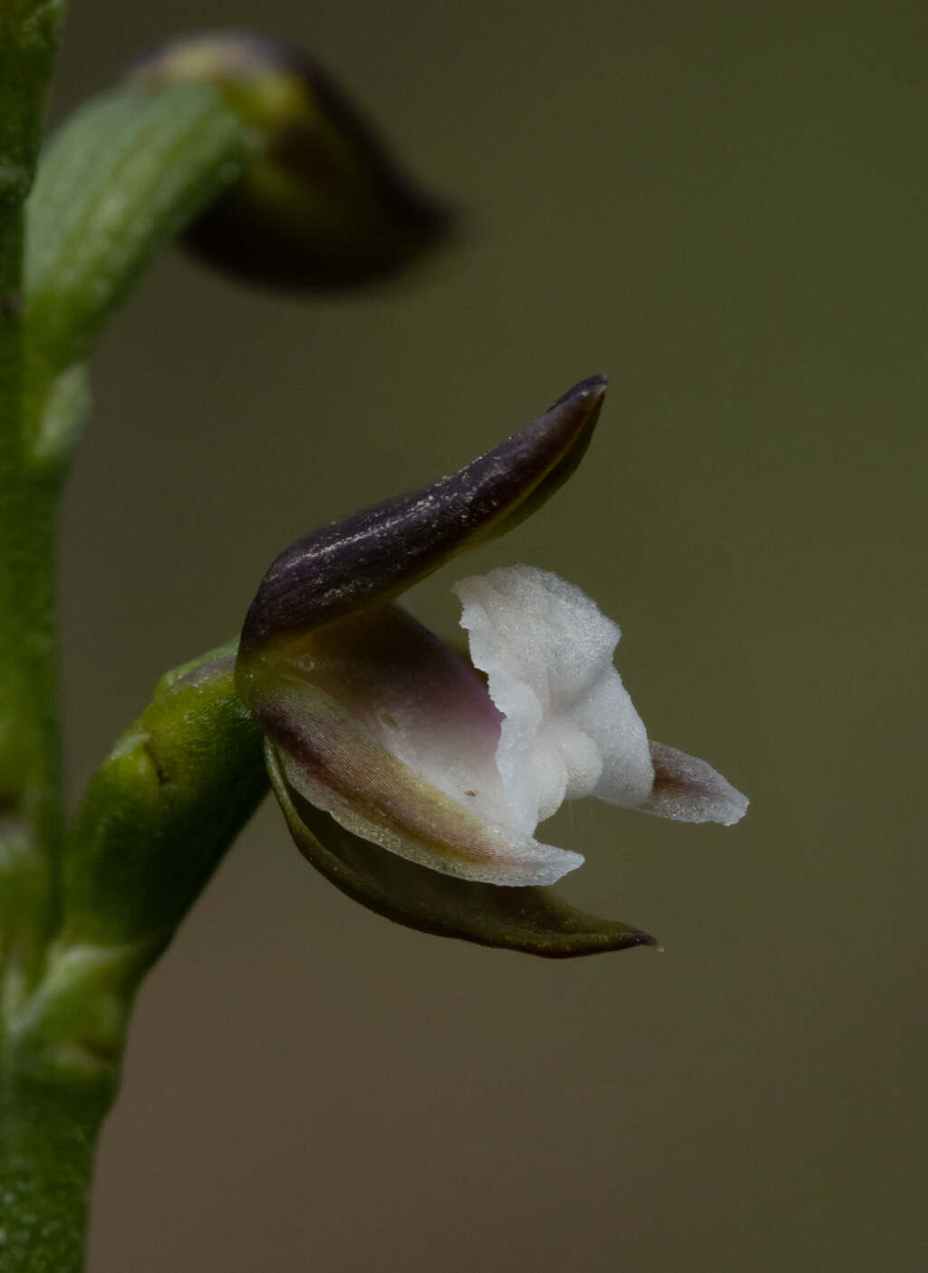 VicFlora: Prasophyllum brevilabre