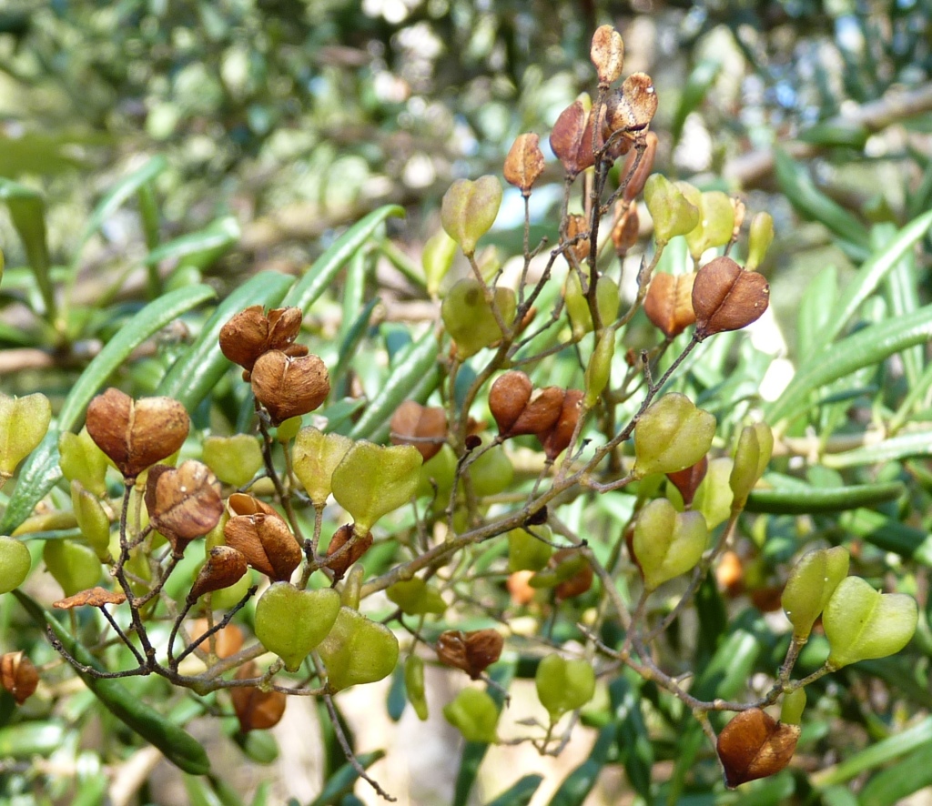 VicFlora: Bursaria spinosa