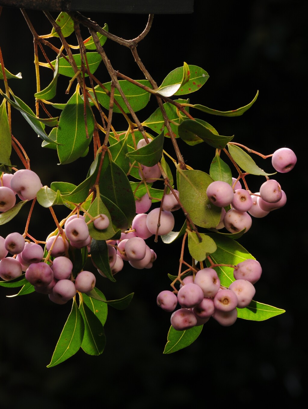 VicFlora: Syzygium smithii