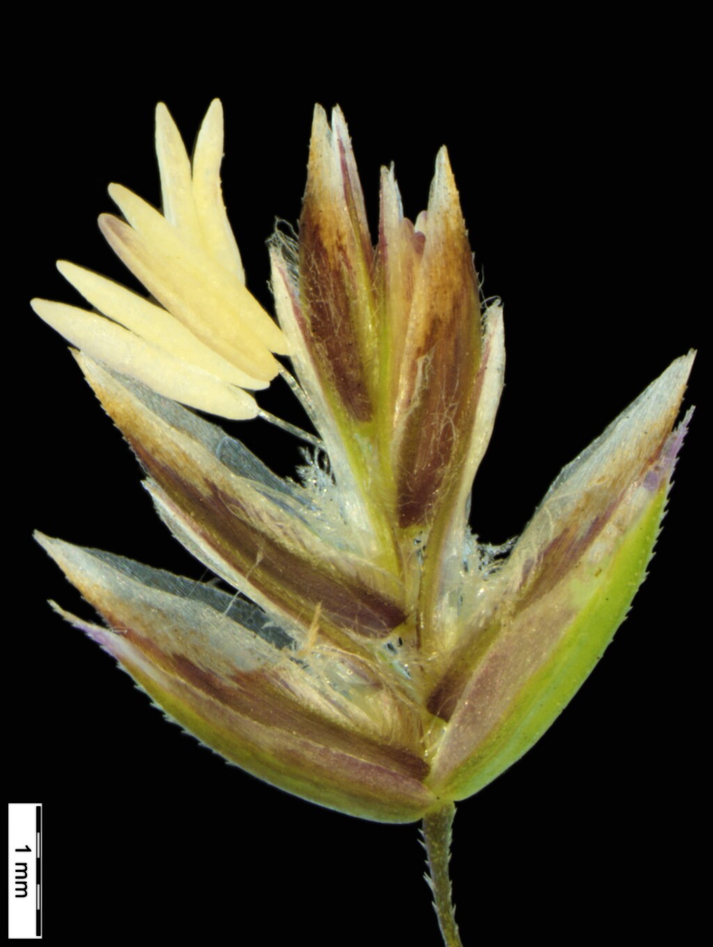 VicFlora: Poa bulbosa